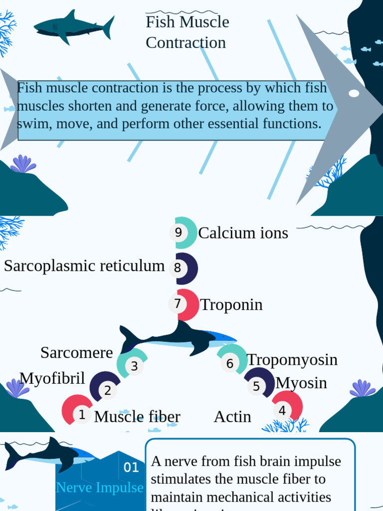 Muscle Contraction | PDF | Science & Mathematics