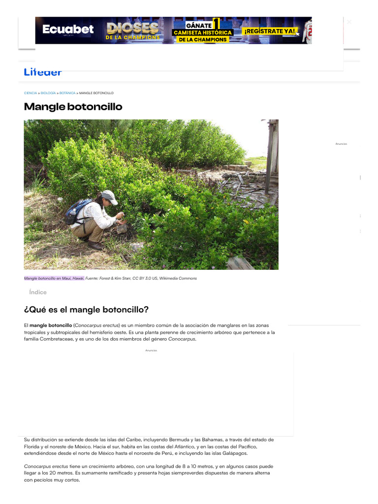 Mangle Botoncillo - Qué Es, Características, Hábitat y Propiedades | PDF | Mangle | Hoja