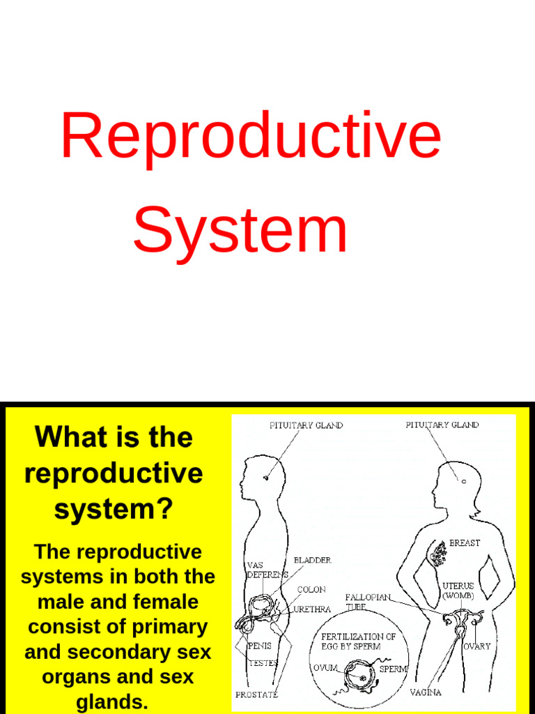 10 Reproductive System | PDF | Menstrual Cycle | Uterus
