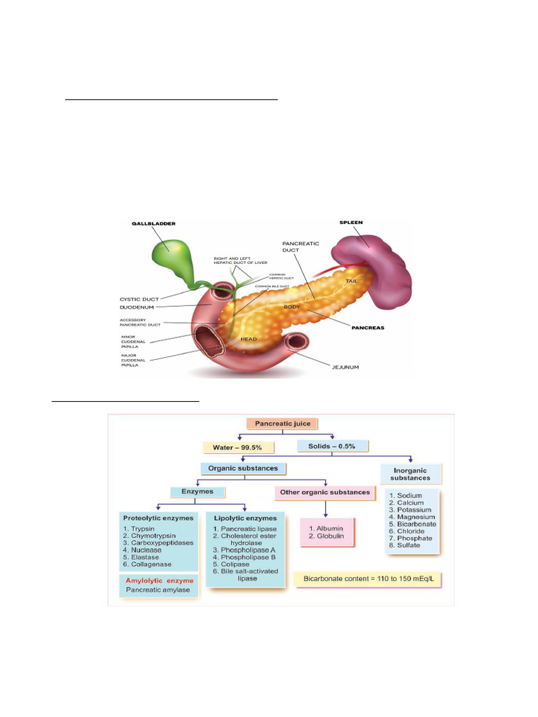4 Pancrease | PDF