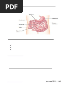 Functions and Composition of Succus Entericus | PDF | Digestive System ...