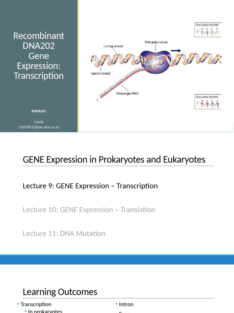 Lecture 9 Gene Expression in Prokaryotes and Eukaryotes | PDF ...