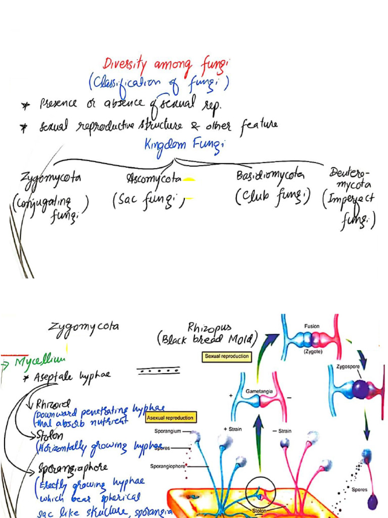 Ch7 Diversity of Fungi | PDF