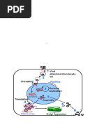 Aerobic Gram Negative Rods Flowchart 508 | PDF | Gram Negative Bacteria ...