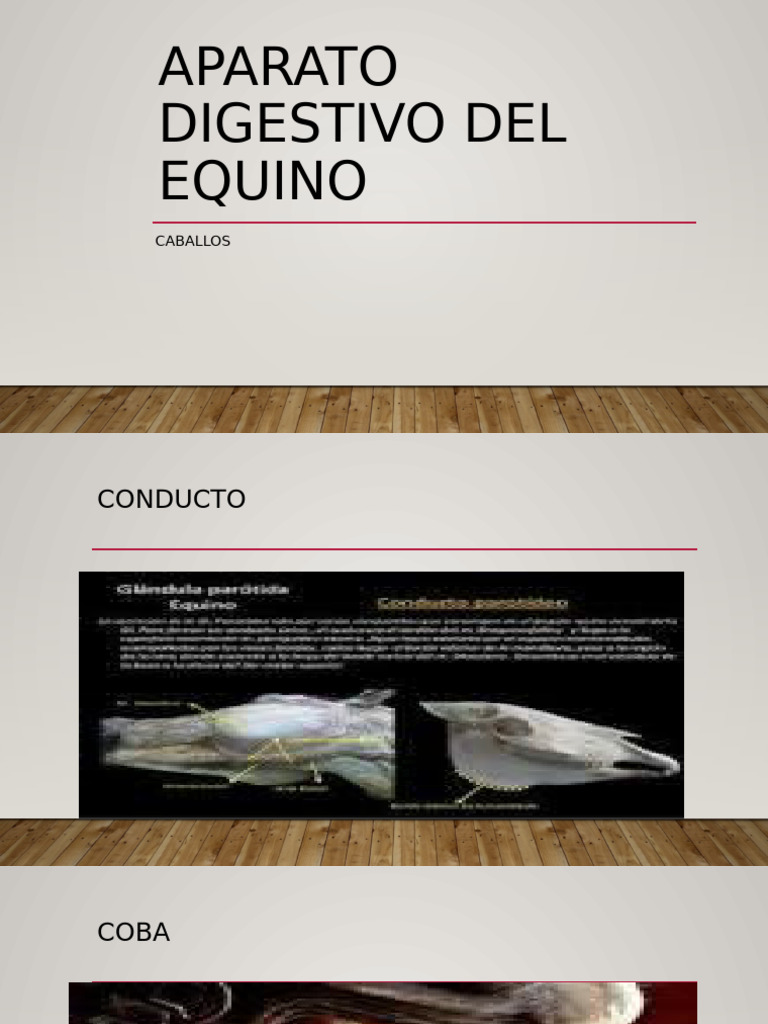 Aparato Digestivo Del Equino | PDF
