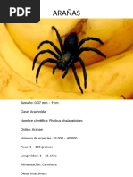 Ciclo de vida y reproducción de arañas | PDF | Araña | Huevo