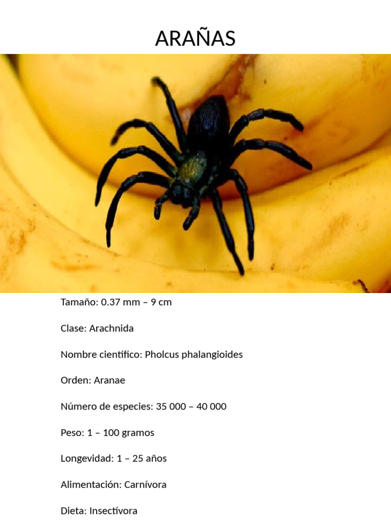 ARAÑAS | PDF