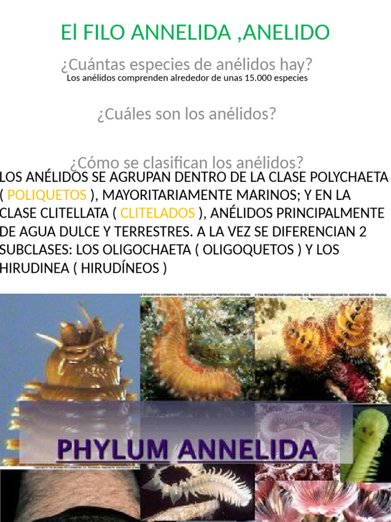 El Filo Annelida, Anelido | PDF