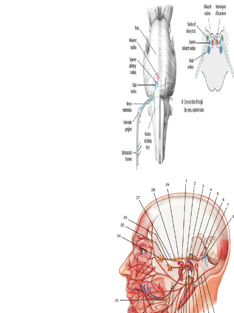 The Taste Organ. The VII, and IX Cranial Nerves. The General Overview ...