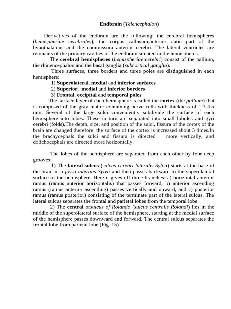 Telencephalon: Endbrain | PDF | Cerebral Hemisphere | Cerebral Cortex
