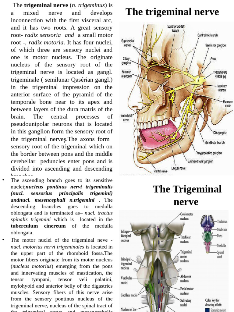 Overview of the Trigeminal Nerve | PDF | Nervous System | Neuroanatomy