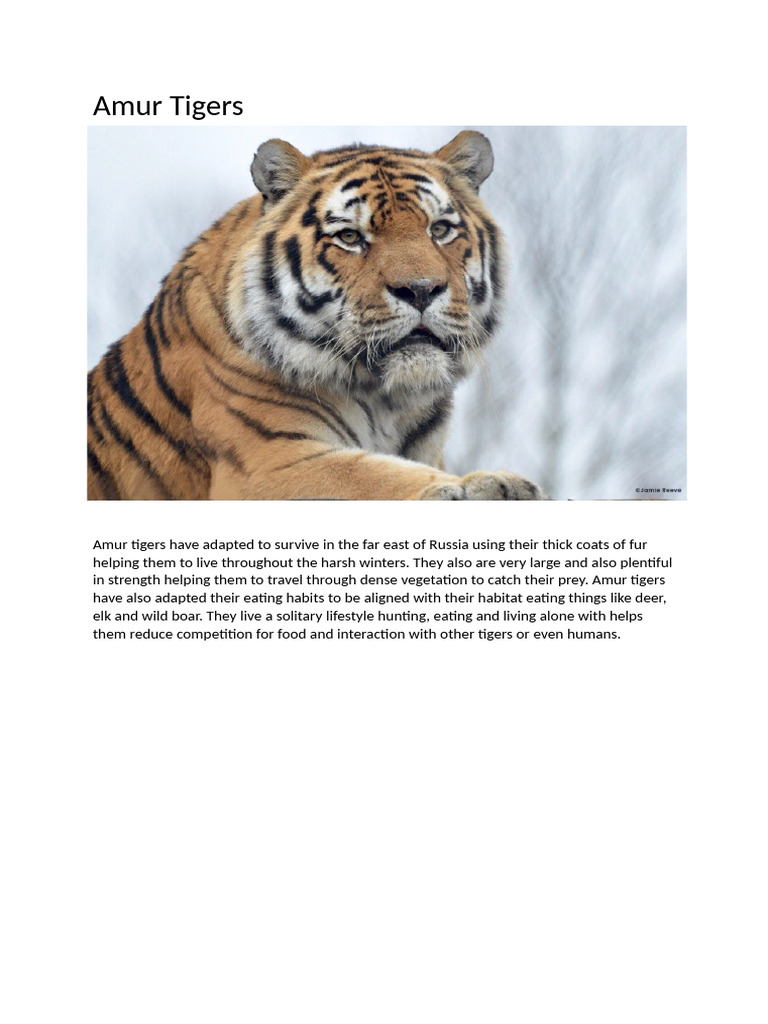 Amur Tigers | PDF | Science & Mathematics
