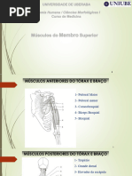 Aula 6 Ossos, Músculos, Inervação e Vascularização Do Punho e Mão | PDF ...