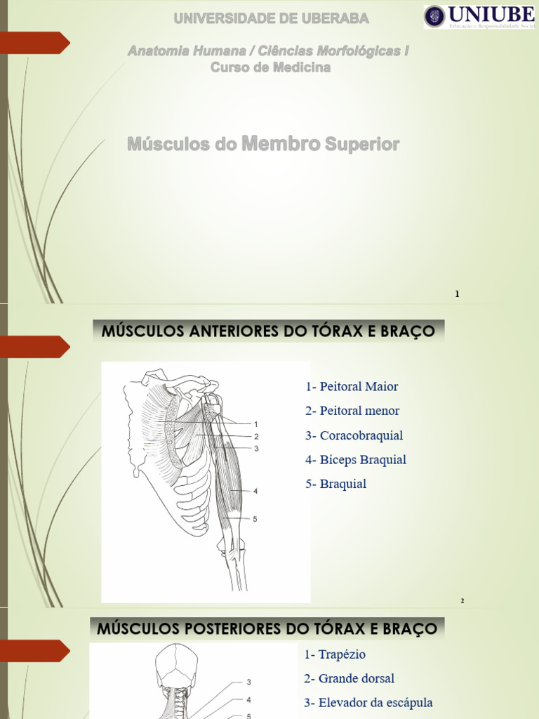 Anatomia 2º - Músculos Dos Membros Superiores | PDF | Cotovelo | Membros (anatomia)