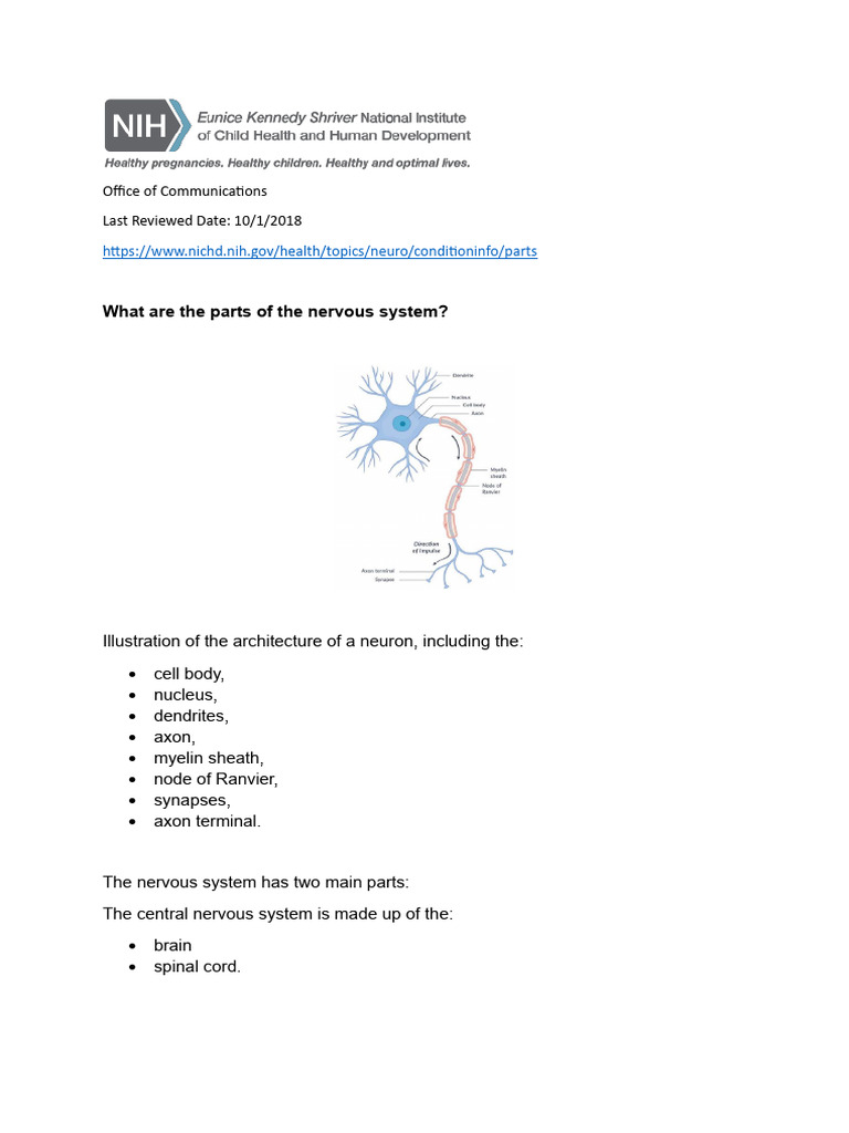 4 Parts of The Nervous System - Neuron | PDF | Neuron | Nervous System