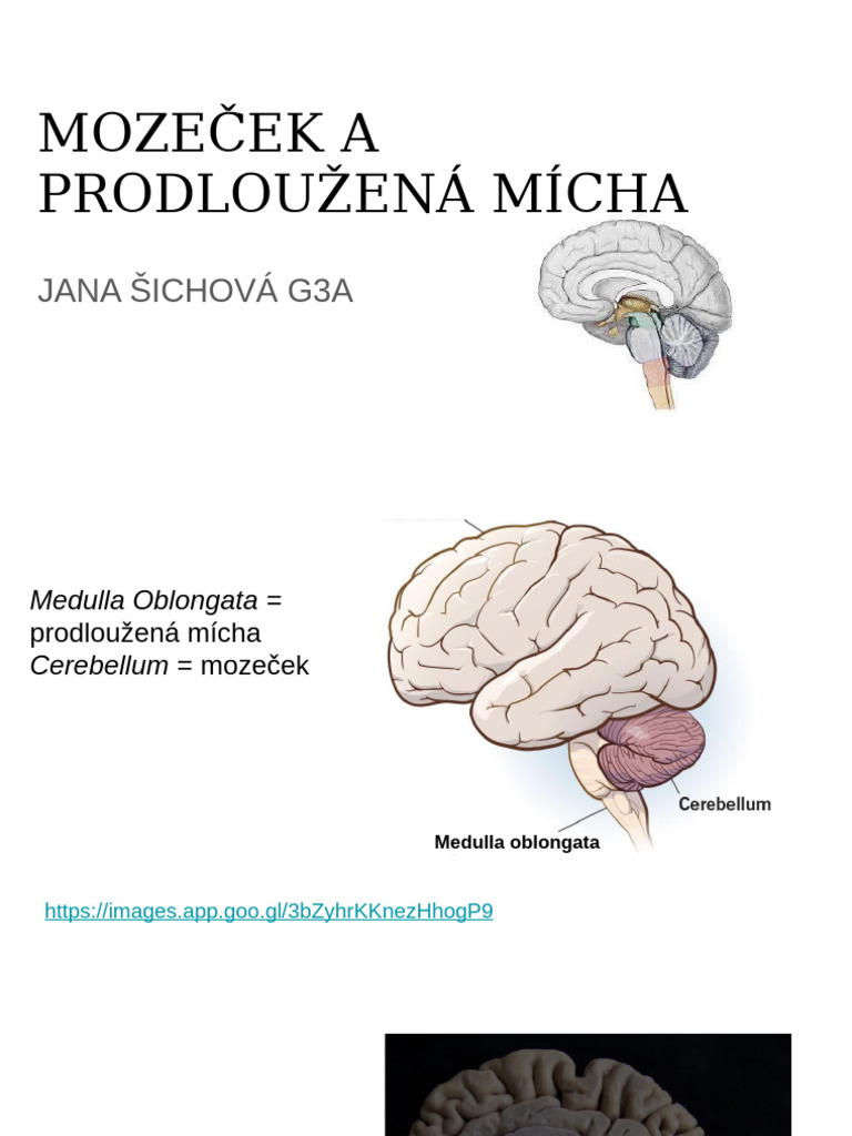 Mozeček A Prodloužená Mícha - Anatomie Latinsky | PDF