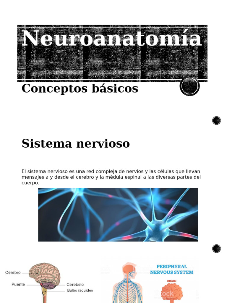 Neuroanatomía | PDF | Sistema nervioso | Cerebro