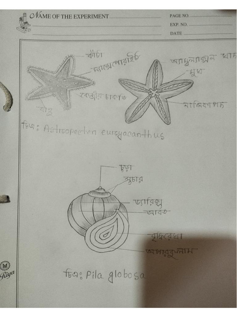 Biology Practical 2nd Paper | PDF