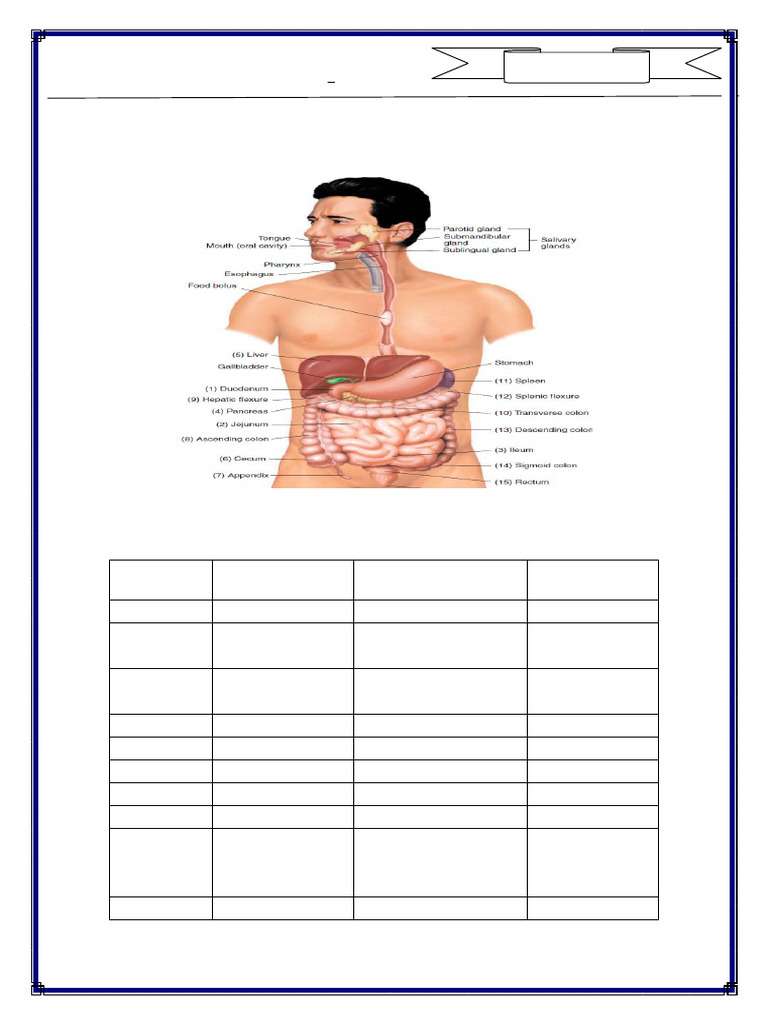 Digestive System Medical Terms Guide | PDF | Human Digestive System ...
