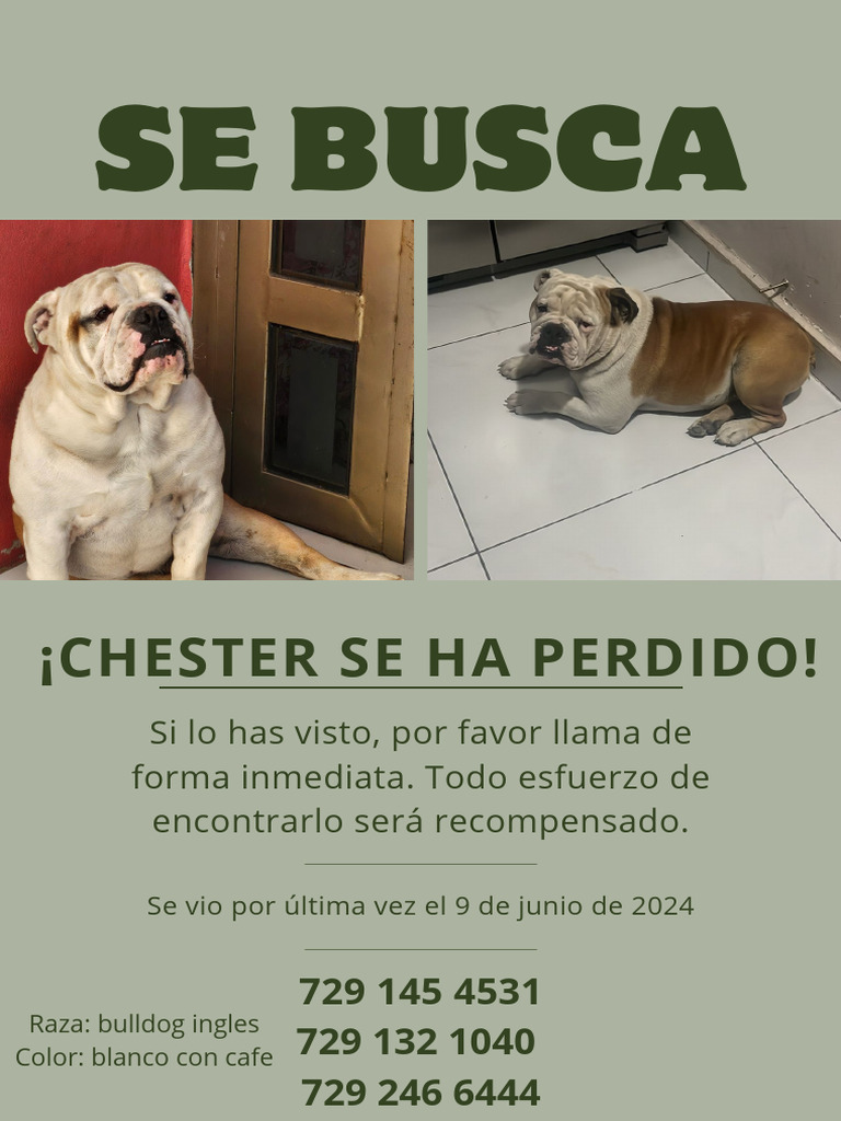 Cartel Se Busca Mascota Con Fotografia Verde | PDF