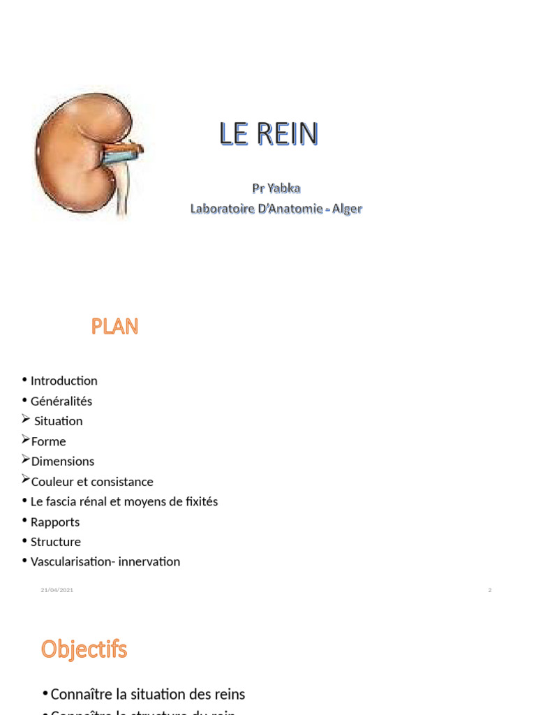 Anatomie et vascularisation des reins | PDF | Rein | Péritoine