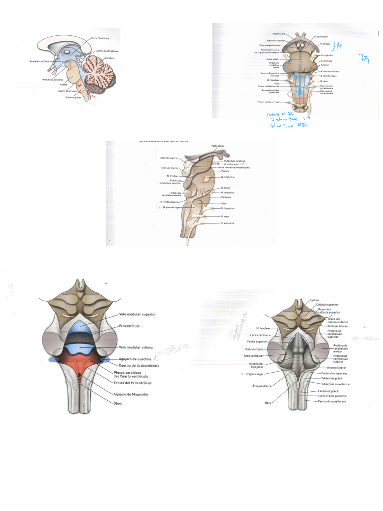 Médula Oblongada. | PDF