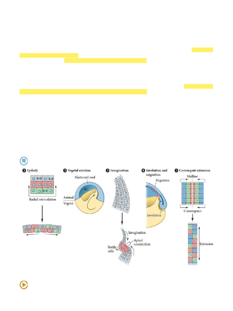 Developmental Biology 12th Edition 469 481 | PDF | Developmental ...
