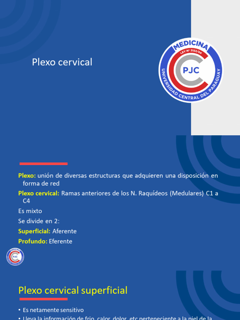 Plexo Cervical - 240516 - 182143 | PDF | Anatomía humana | Cabeza y ...