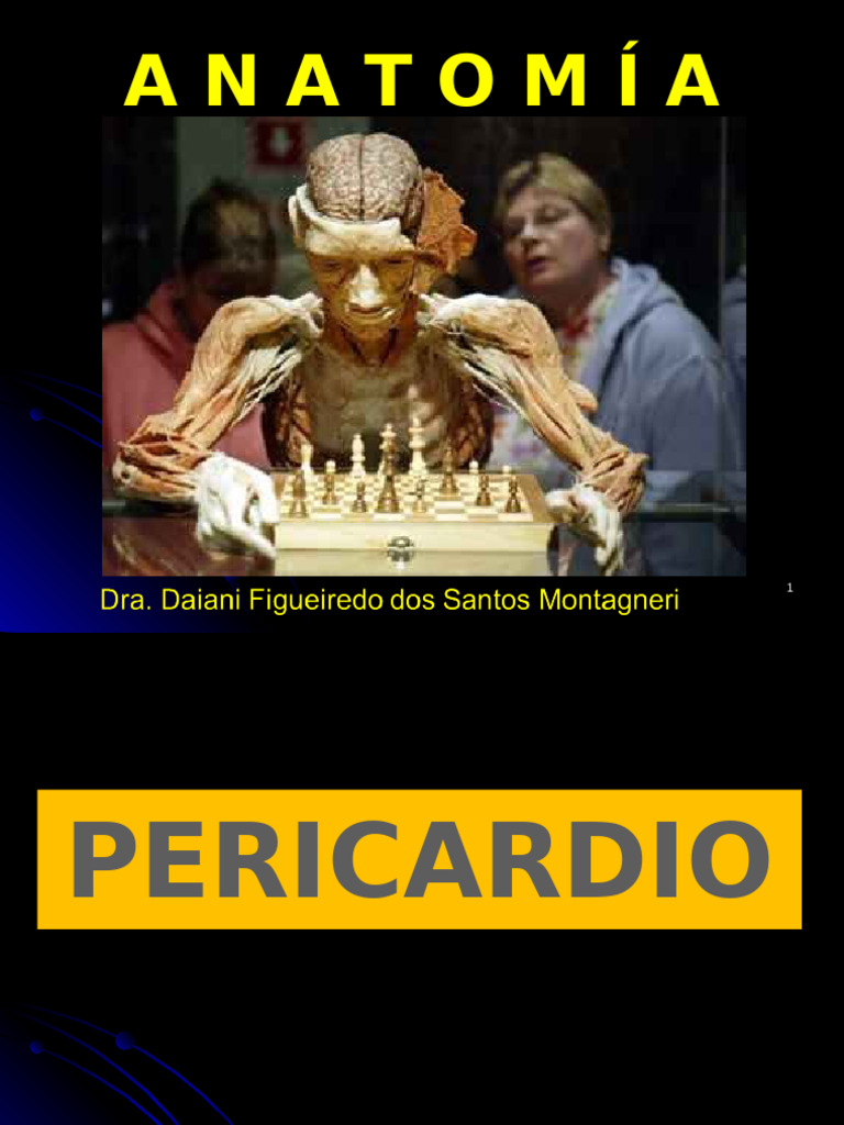 Anatomía del Pericardio y Corazón | PDF | Corazón | Sistema cardiovascular