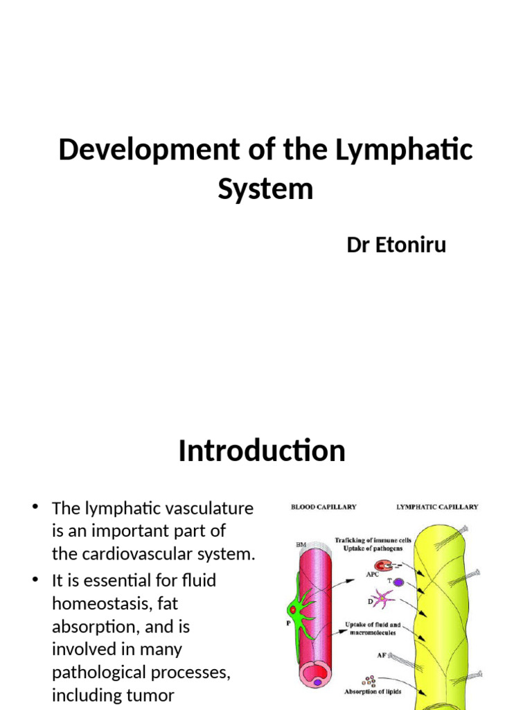 Development of The Lymphatic System-1 | PDF | Lymphatic System | Vein