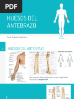 Anatomía del Cúbito: Estructura y Función | PDF | Codo | Extremidades ...