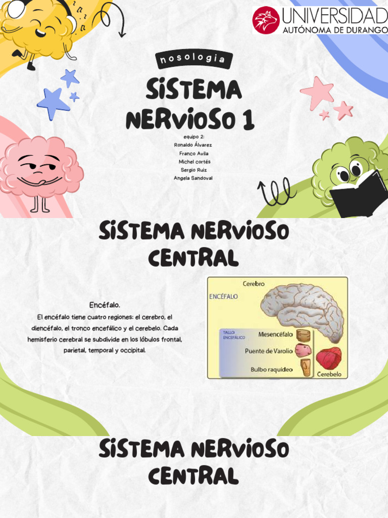 Anatomía y Funciones del SNC y SNP | PDF | Sistema nervioso central ...