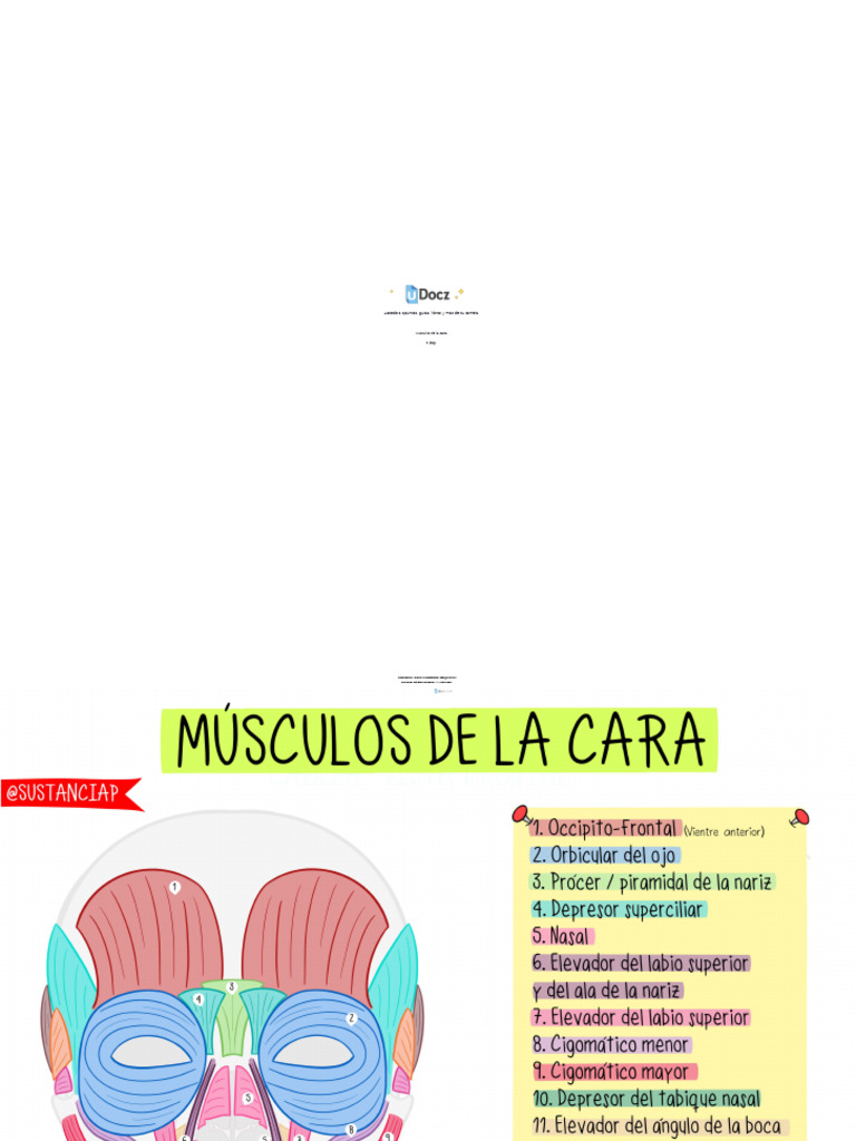 Musculos de La Cara 193970 Downloadable 6335975 | PDF