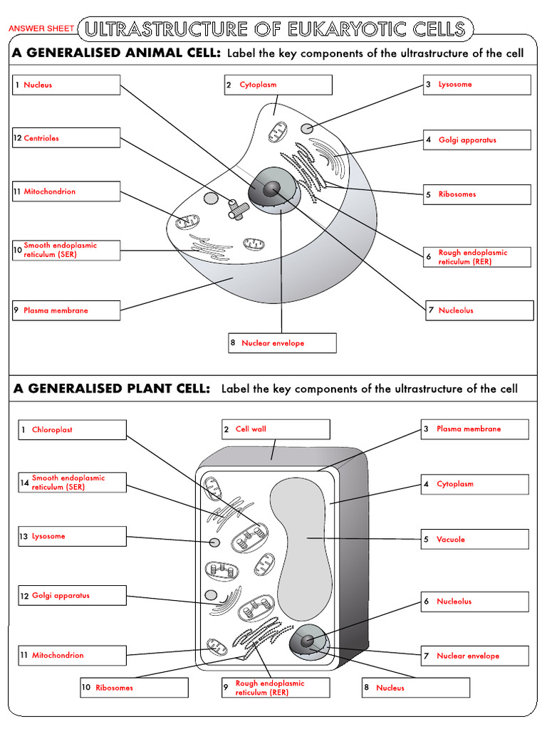 A Level Eukaryotic Cell Structure Answer Sheet A3 | PDF