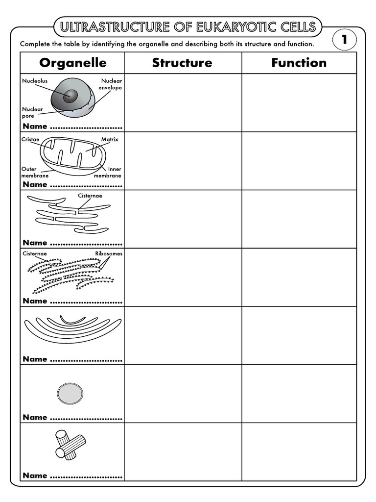 A Level Eukaryotic Organelle Function WS A4 1 | PDF
