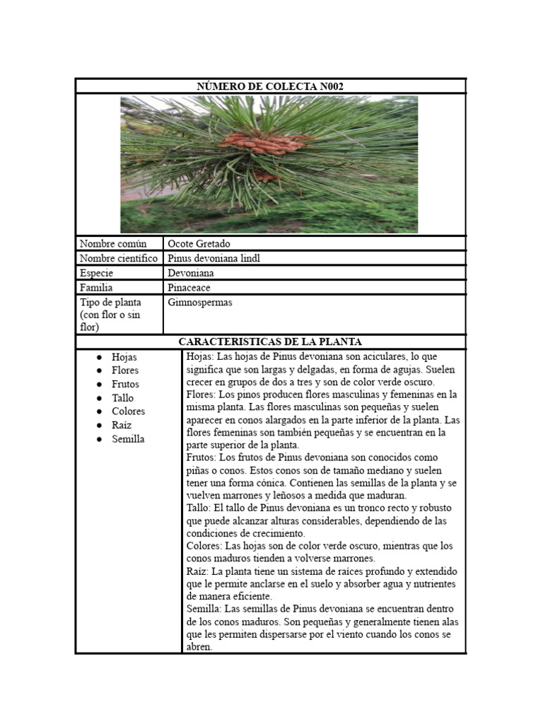 Ficha Tecnica de Clasificación de Plantas | PDF | Pino | Tallo de la planta