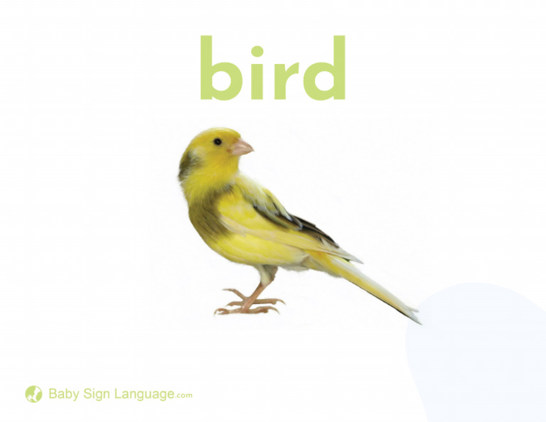 Bird Flash Card | PDF