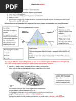 Calculating Magnification Worksheet | PDF