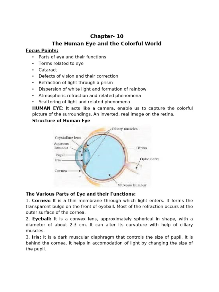 Understanding the Human Eye | PDF | Human Eye | Eye