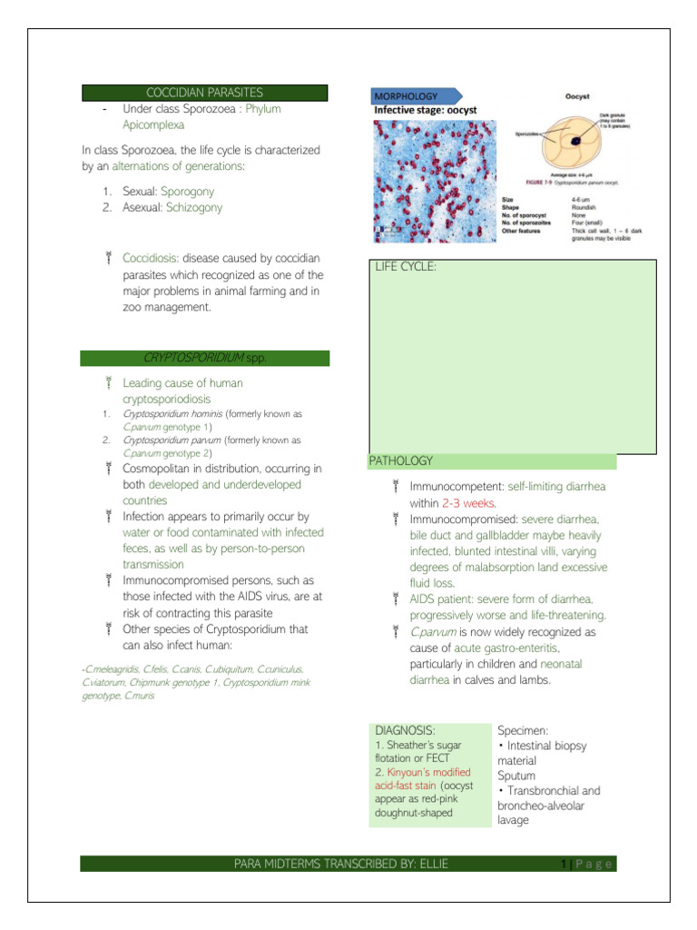Coccidian Parasites: Life Cycle & Impact | PDF | Diarrhea | Clinical ...