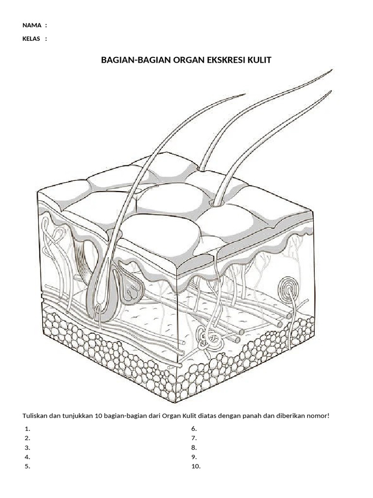Bagian-Bagian Organ | PDF