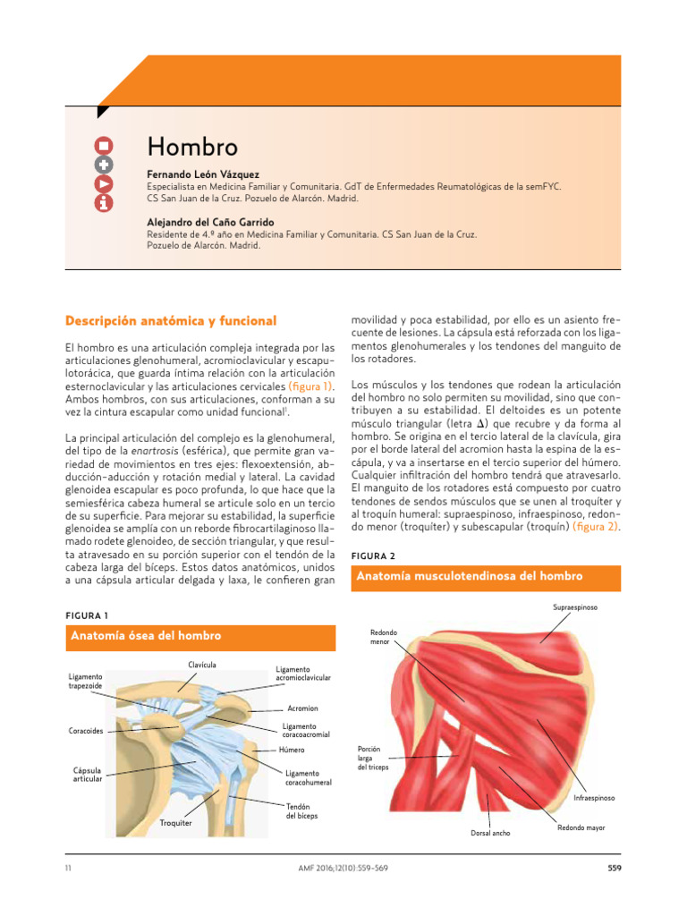 Anatomía y Función del Hombro | PDF | Hombro | Anatomía humana