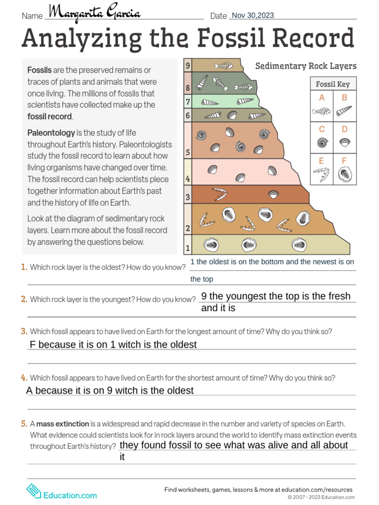 Analyzing The Fossil Record | PDF | Fossil | Paleontology