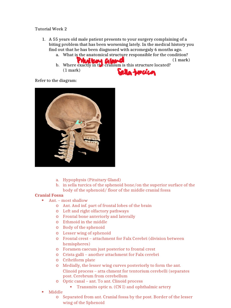 Wk2 Head and Neck Anatomy Tutorial | PDF | Human Anatomy | Skeletal System