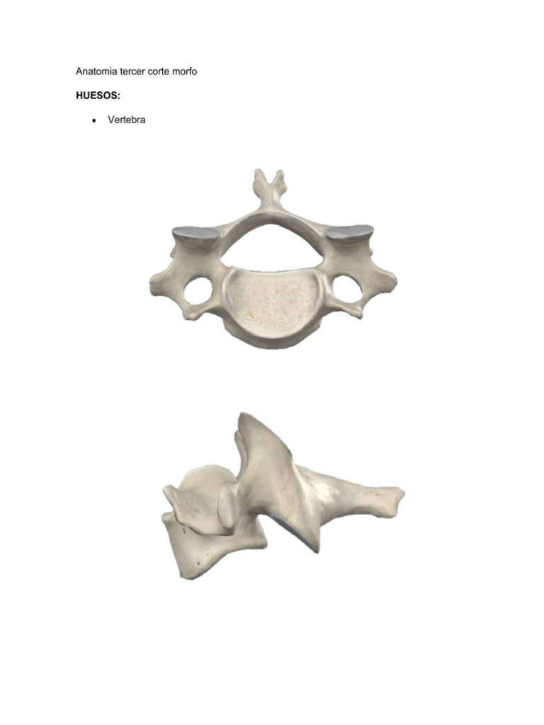 Anatomia Tercer Corte Morfo | PDF