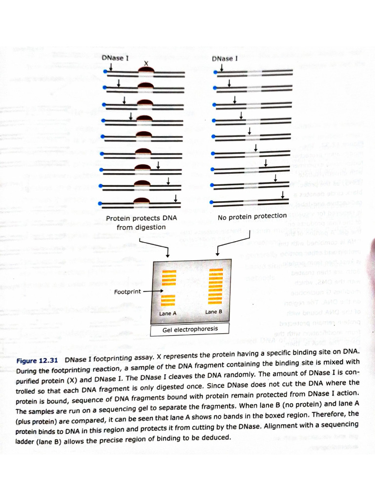 DNA Footprinting Assay | PDF