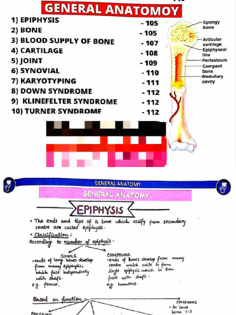 General Anatomy | PDF