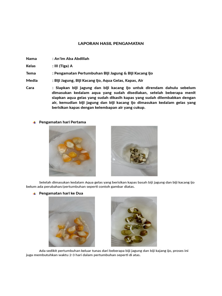 Laporan Hasil Pengamatan Biji Jagung & Kacang Ijo Aim (3a) | PDF