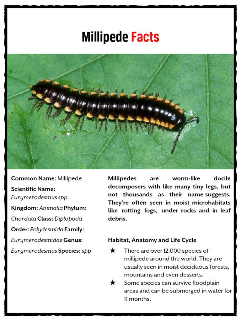 Millipede Facts Worksheet | PDF | Arthropods
