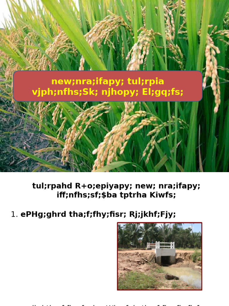 Drought Mitigation in Paddy Cultivation | PDF